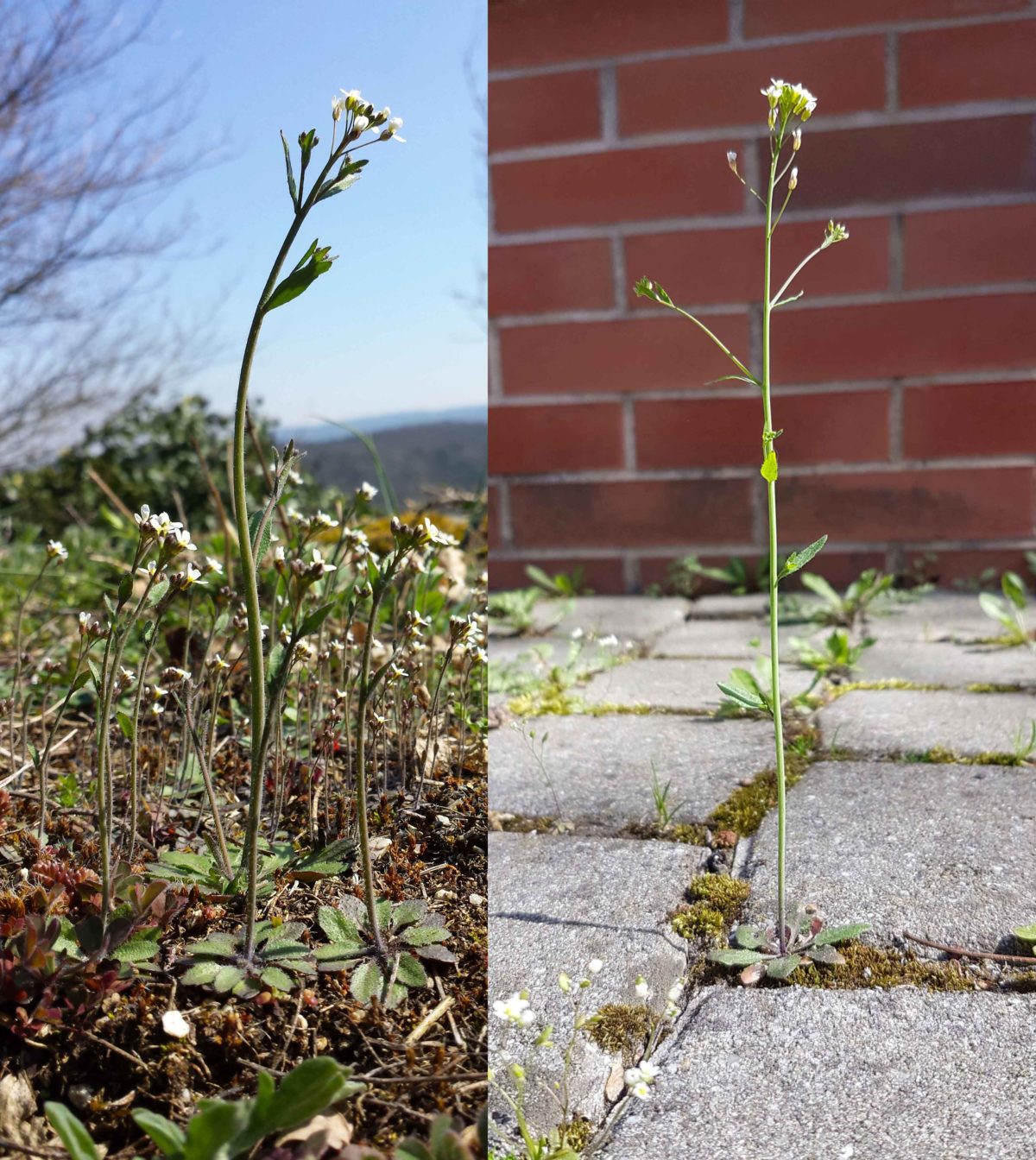 Thale cress: the unassuming weed that’s lighting up science | EPFL ...